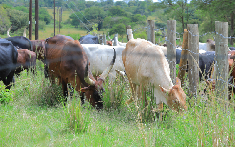 Farms & Ranches – NAGRC&DB – National Animal Genetic Resources Centre ...