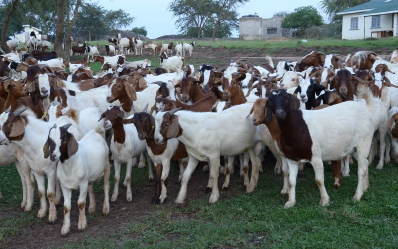 Farms & Ranches – NAGRC&DB – National Animal Genetic Resources Centre ...