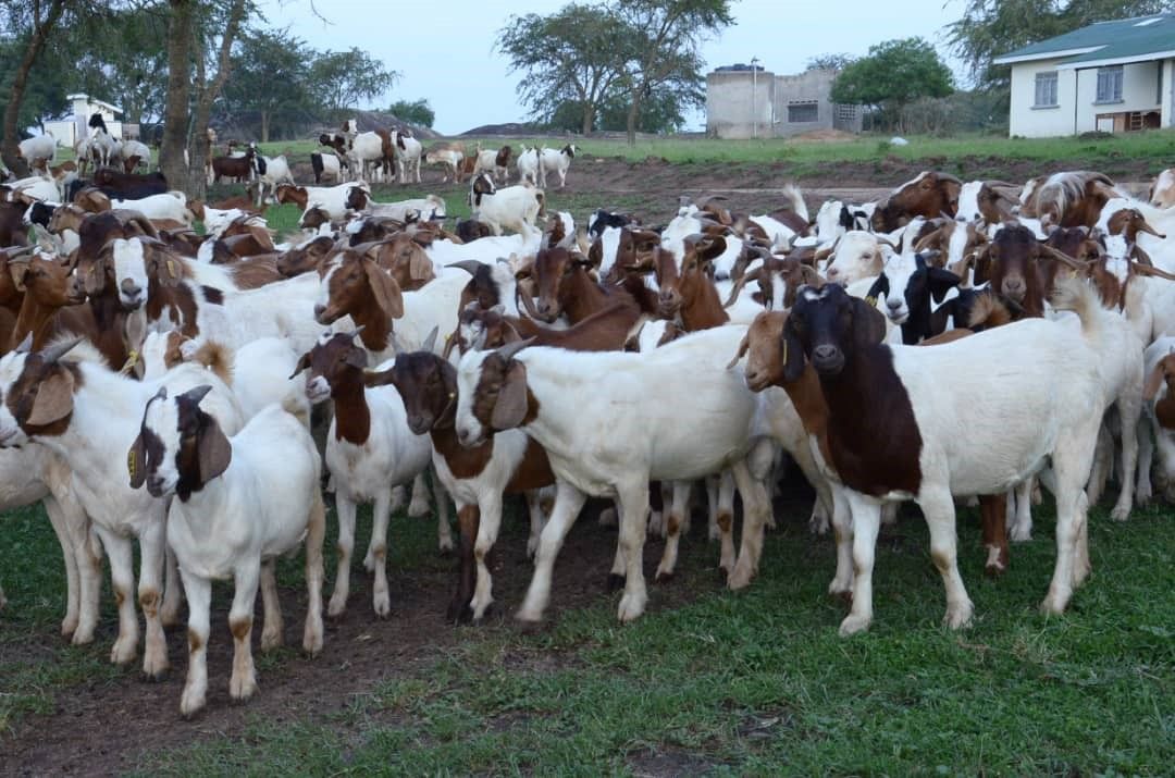 Farms & Ranches – NAGRC&DB – National Animal Genetic Resources Centre ...