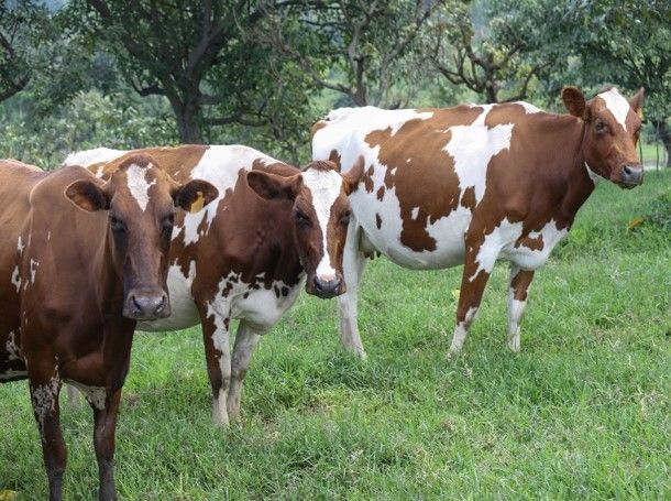 Farms & Ranches – NAGRC&DB – National Animal Genetic Resources Centre ...