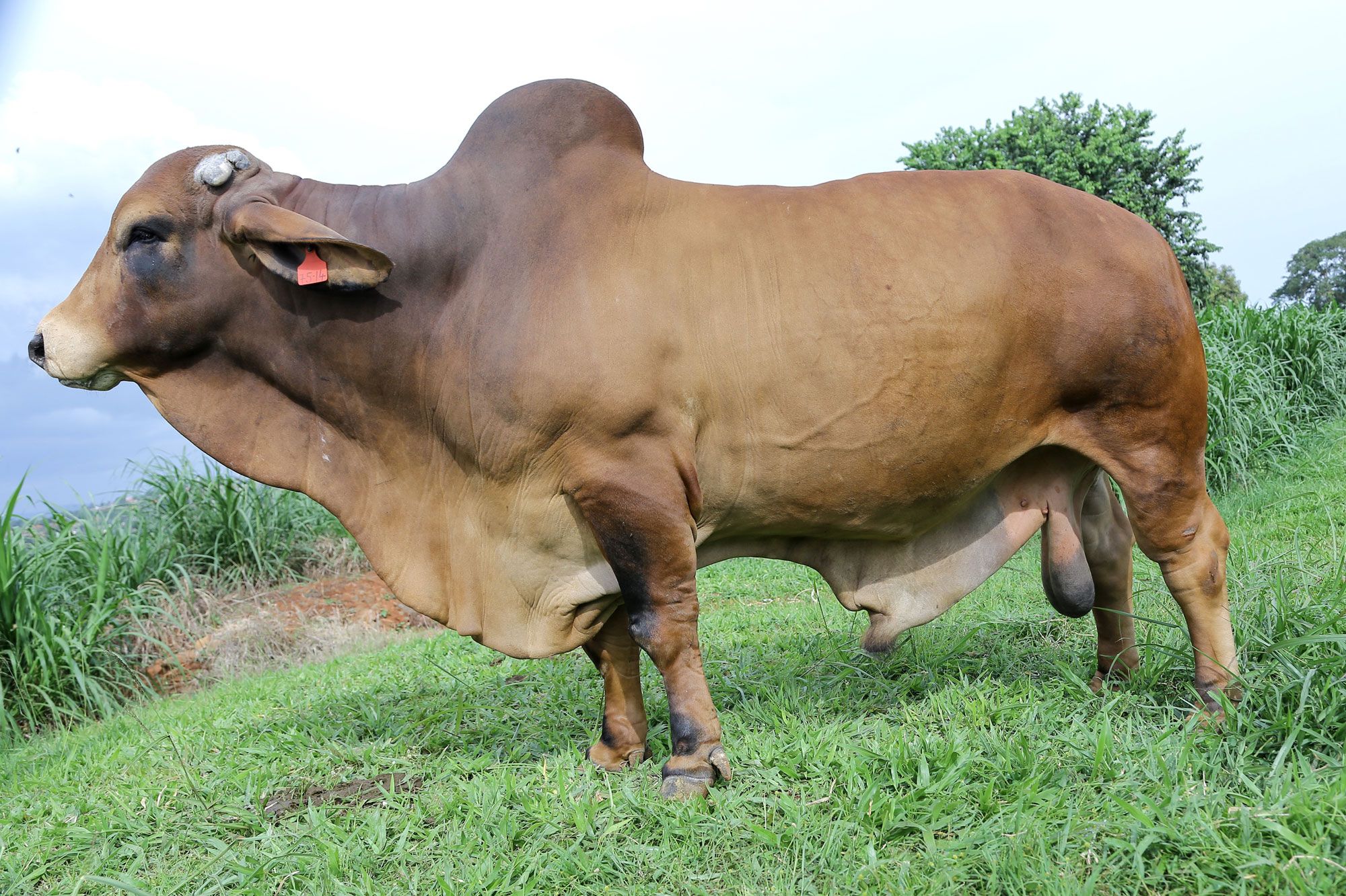 Farms & Ranches – NAGRC&DB – National Animal Genetic Resources Centre ...